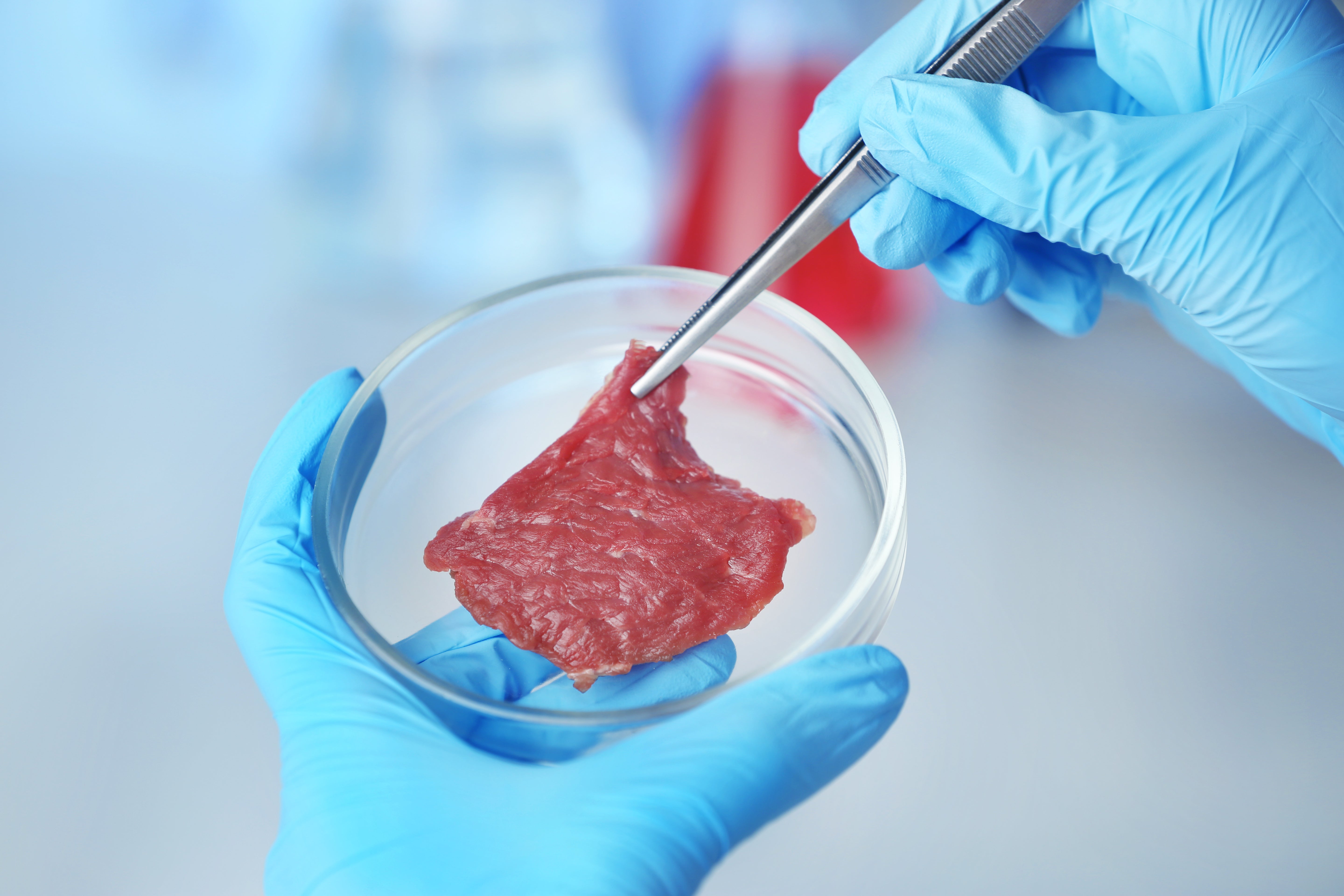 GMO CATTLE - FDA APPROVES GENETICALLY MODIFIED BEEF – Good Ranchers