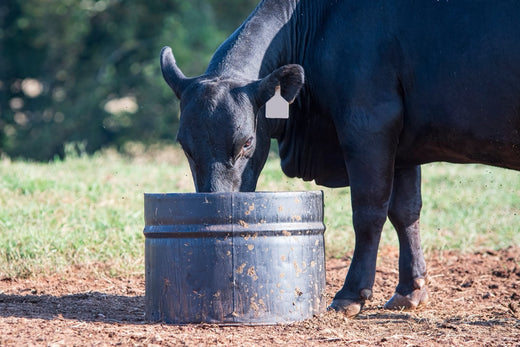 Bovaer | Livestock Feed Additive Explained – Good Ranchers